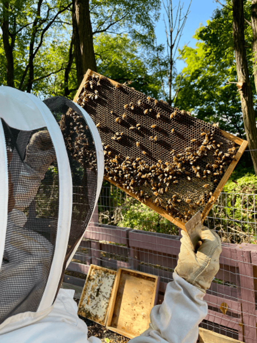 FM ON DEMAND WITH TARA FITZPATRICK: BEEKEEPING CHEF BRINGS BUZZY MENU ...